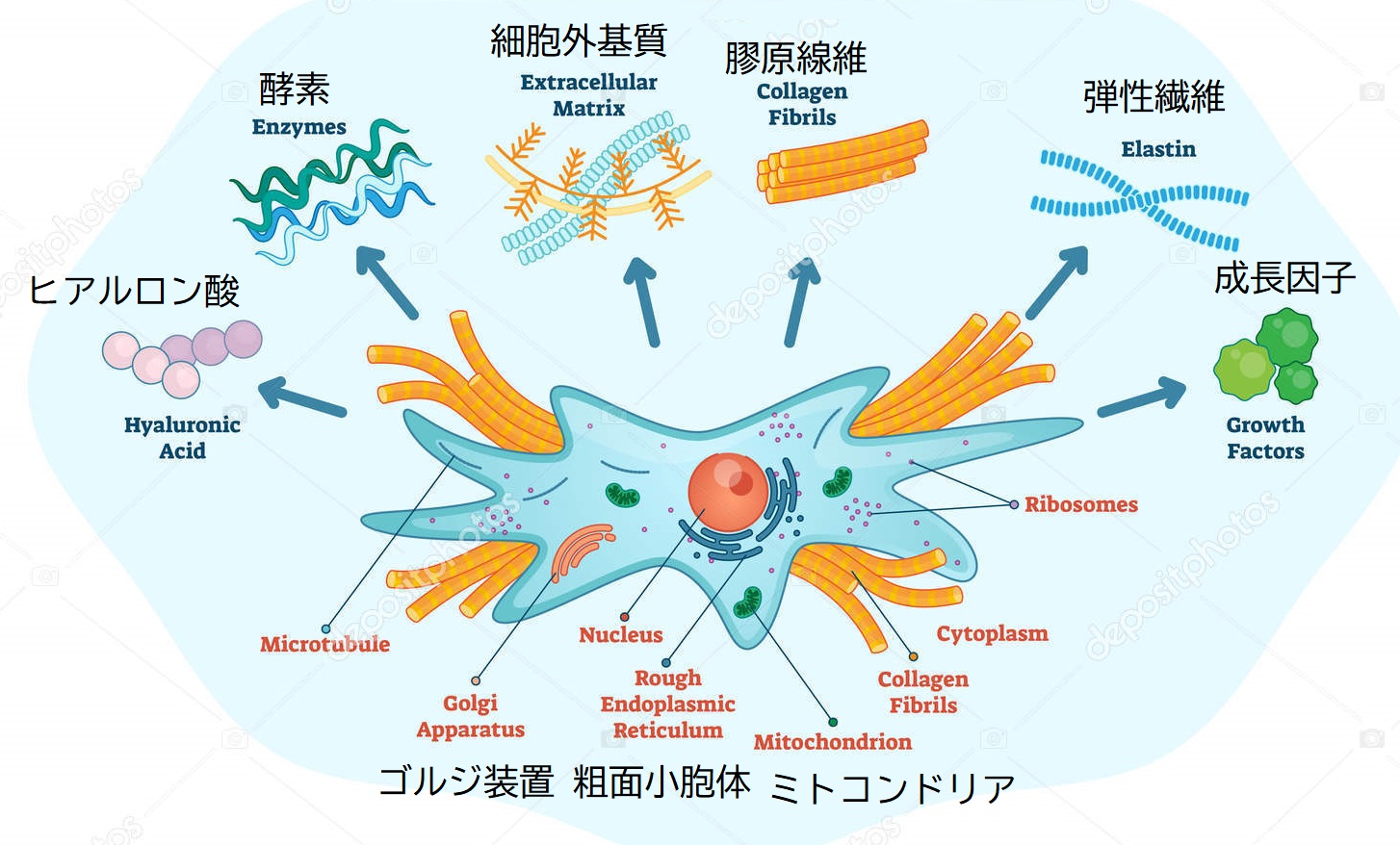 Fibroblast vector illustration. Scheme with extracellular, collagen ...